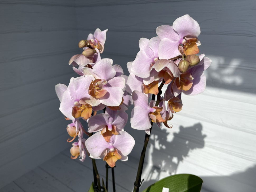 Tulkan (3 цветоноса; Ø 12 см)