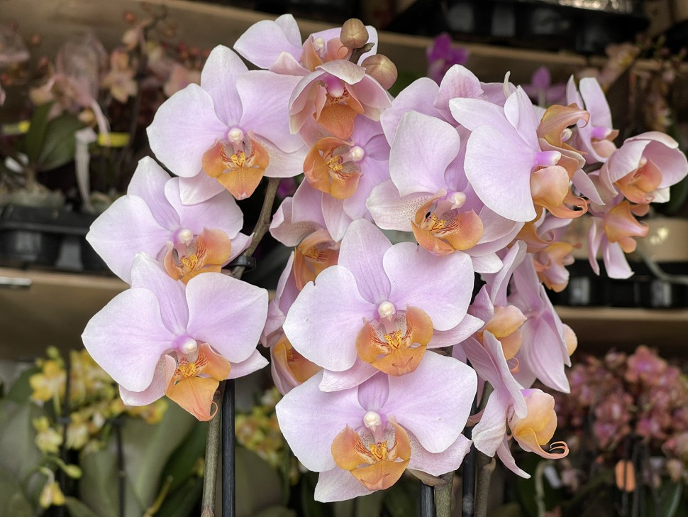 Tulkan (3 цветоноса; Ø 12 см)