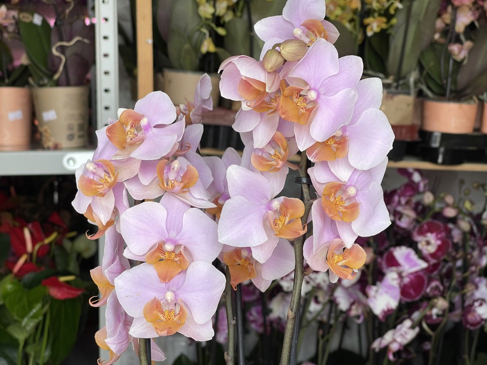 Tulkan (3 цветоноса; Ø 12 см)