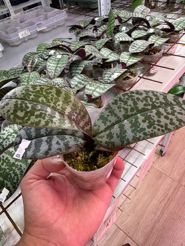 Phal. schilleriana 'MSH' 2.5''