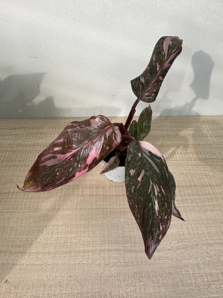 Philodendron Princess Marble (Ø 6 см)