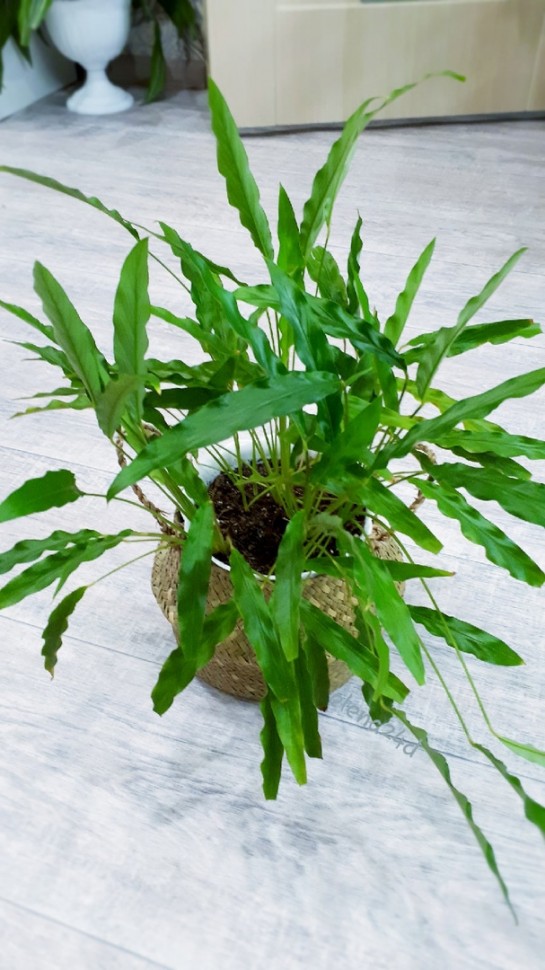 Calathea rufibarba 'Blue Grass' 12 горшок