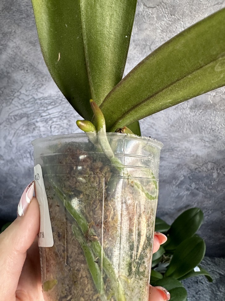 Phal. Gan Lin Pearl 2.5"
