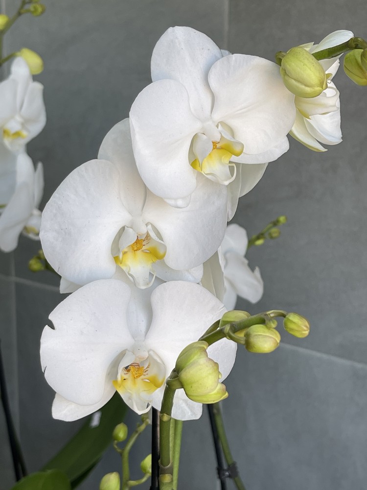 Lively (1 цветонос; Ø 12 см)