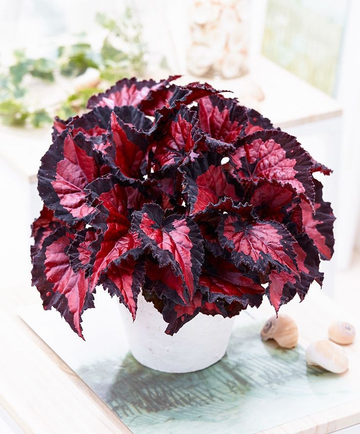 Begonia 'Beleaf Inca Night'