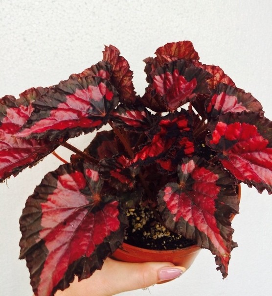 Begonia 'Beleaf Inca Night'