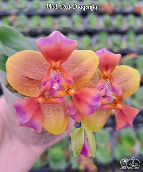 Phal. Red Dragonfly 2.5" УЦЕНКА (нет нижних листиков)
