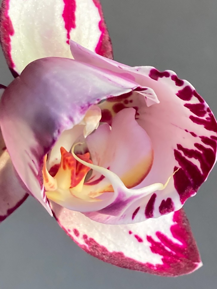 Phal. Violet Thunder 2.5''