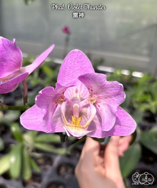 Phal. Violet Thunder 2.5''