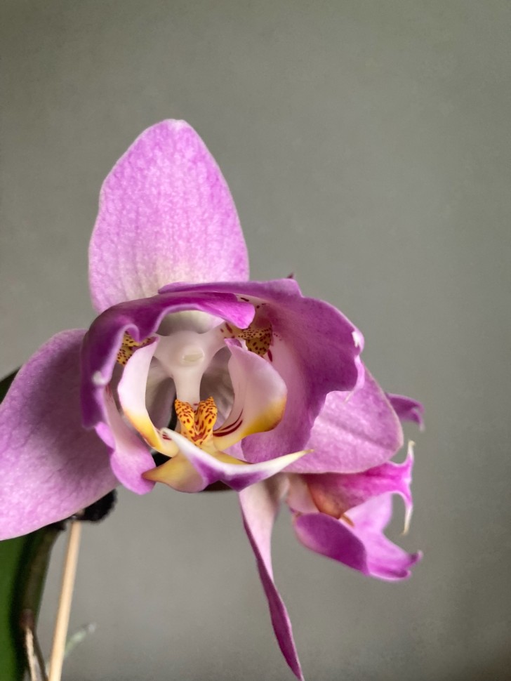 Phal. Violet Thunder 2.5''