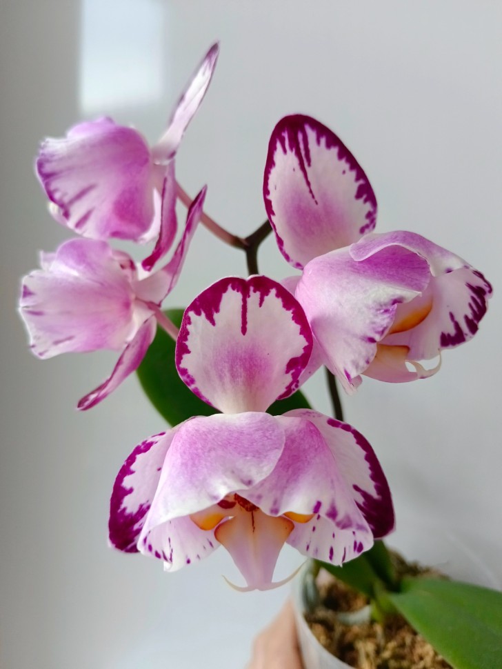 Phal. Violet Thunder 2.5''