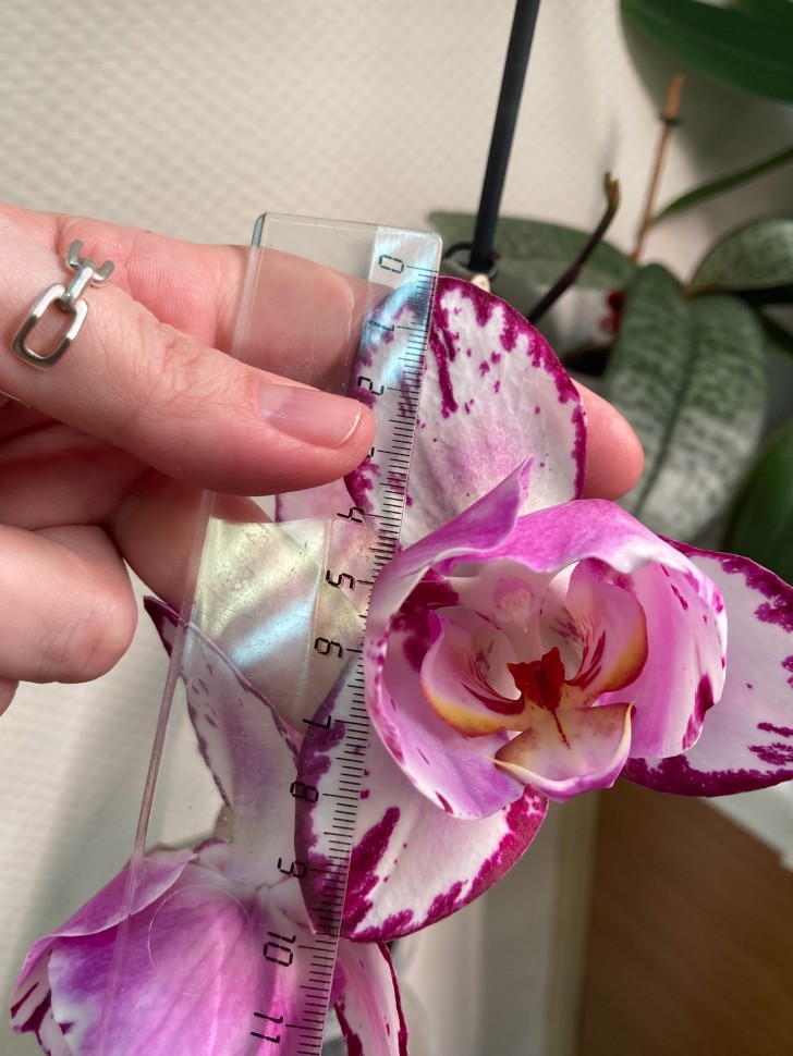 Phal. Violet Thunder 2.5''