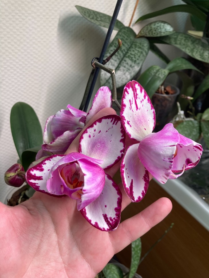 Phal. Violet Thunder 2.5''