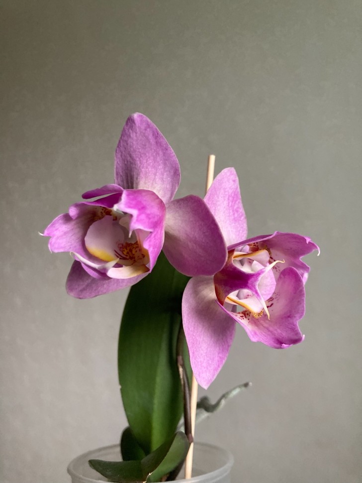 Phal. Violet Thunder 2.5''