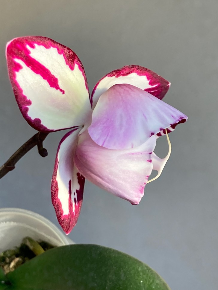 Phal. Violet Thunder 2.5''