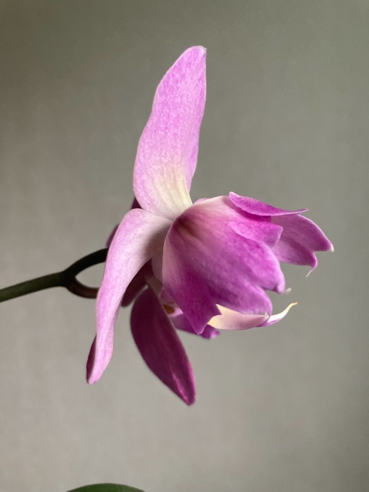 Phal. Violet Thunder 2.5''