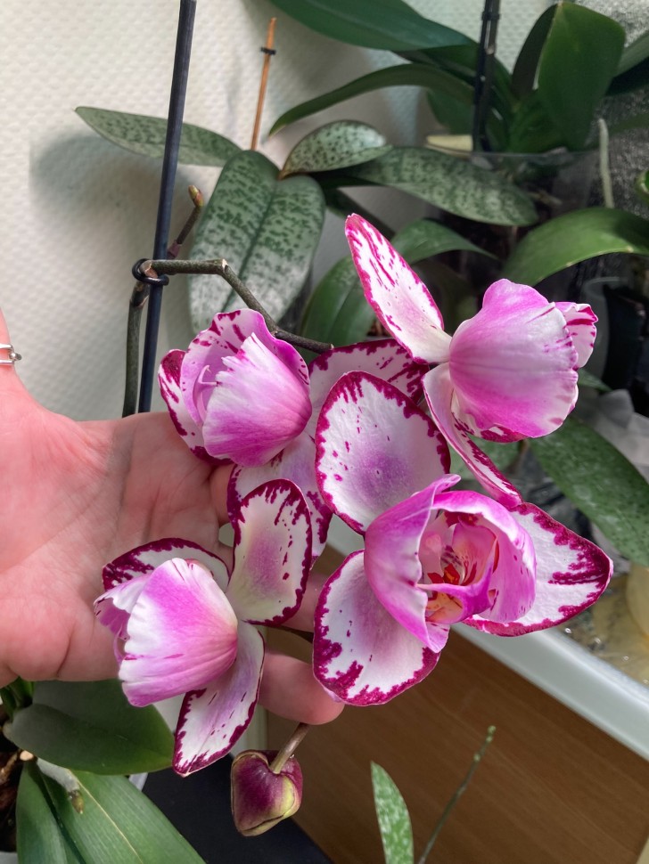 Phal. Violet Thunder 2.5''