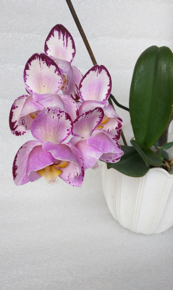 Phal. Violet Thunder 2.5''