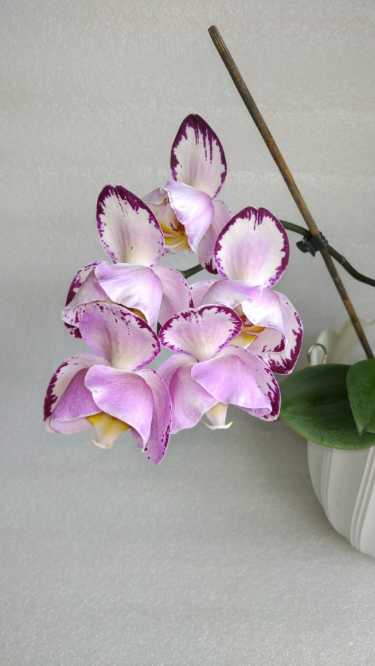 Phal. Violet Thunder 2.5''