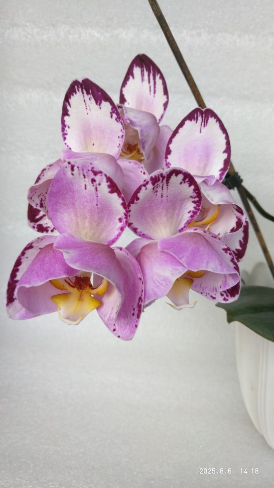 Phal. Violet Thunder 2.5''