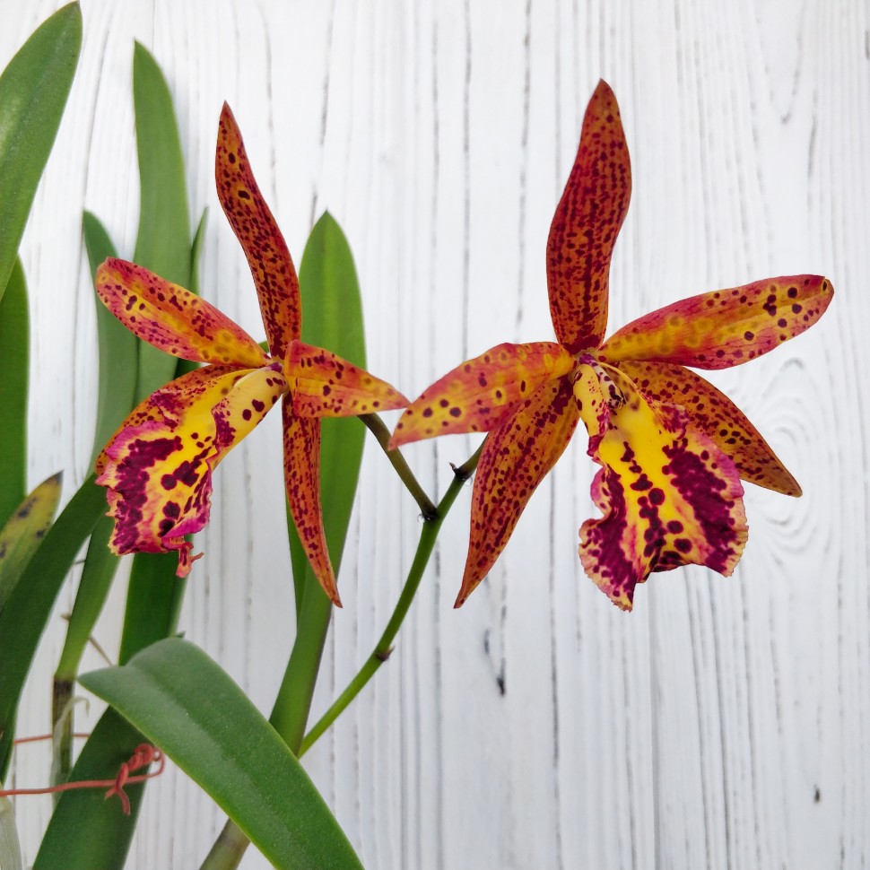 Bc. Rustic Spots 'H&R' 2.5''