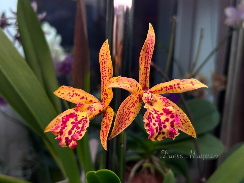 Bc. Rustic Spots 'H&R' 2.5''