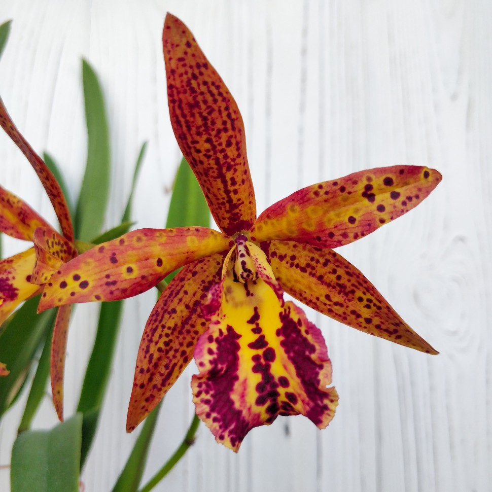 Bc. Rustic Spots 'H&R' 2.5''