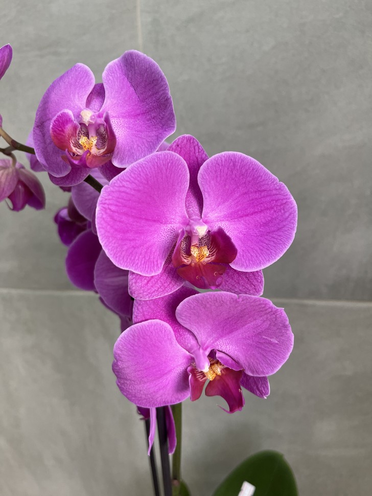 Party Time (2 цветоноса; Ø 12 см) УЦЕНКА (сломан лист, отцвела)