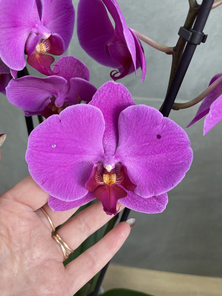 Party Time (2 цветоноса; Ø 12 см) УЦЕНКА (сломан лист, отцвела)