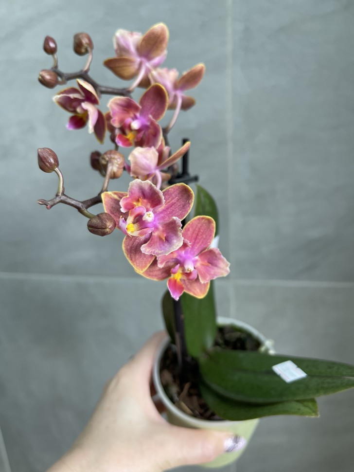 БАБОЧКА Парфюмерная фабрика Dusty Bell (2 цветоноса Ø 9 см)