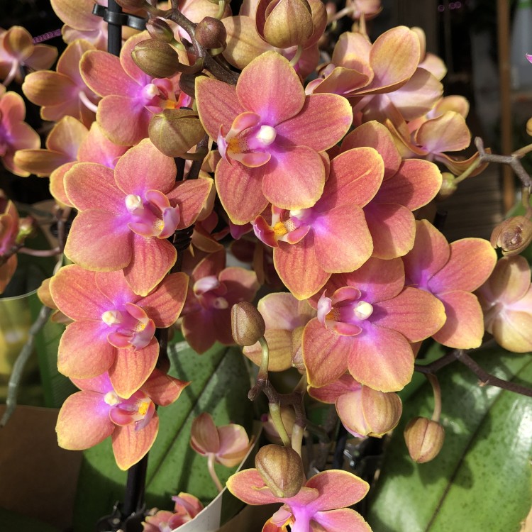 Парфюмерная фабрика Dusty Bell (1 цветонос; Ø 12 см)