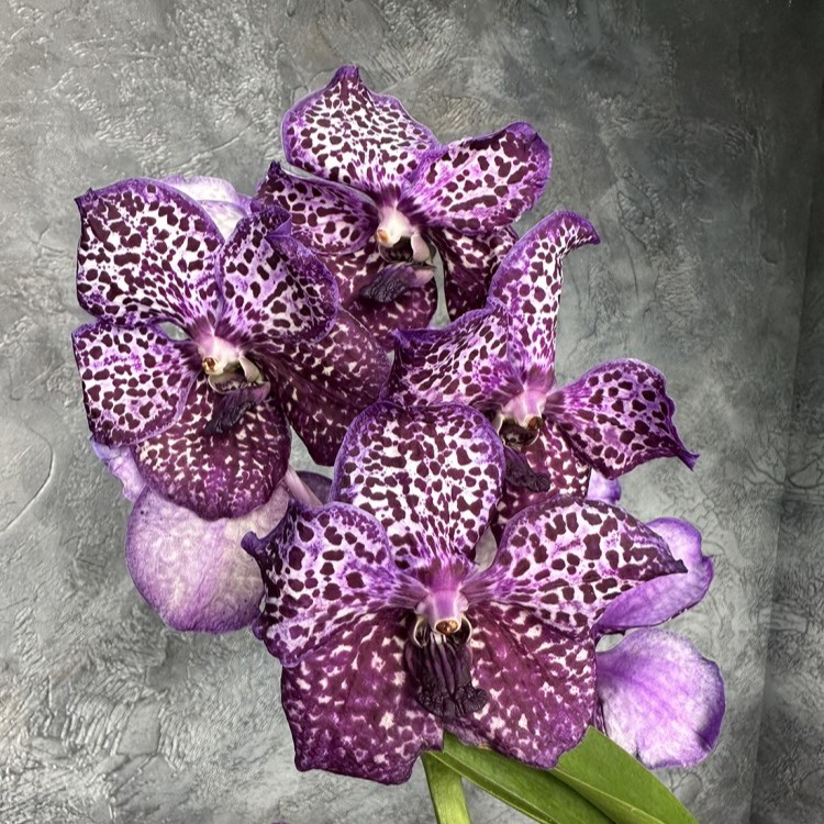 Ванда Midnight Blue (2 цветоноса)