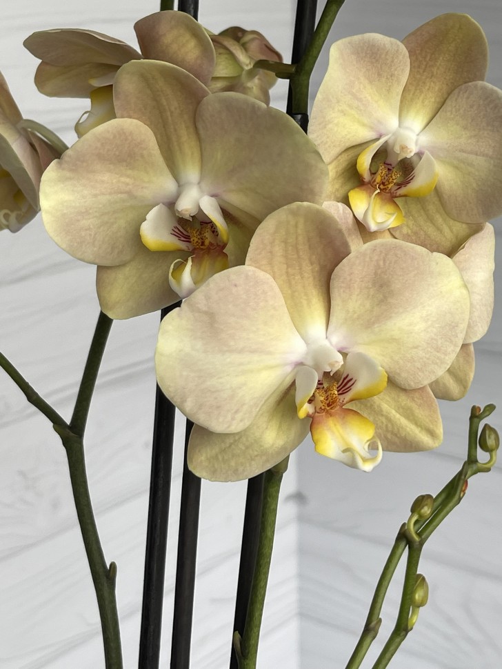 Limited 07 (Пудрово Бежевый) (2 цветоноса; Ø 12 см) УЦЕНКА (отцветают)