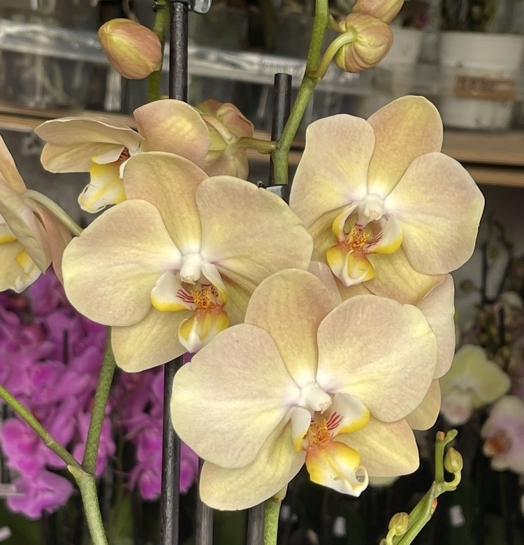 Limited 07 (Пудрово Бежевый) (2 цветоноса; Ø 12 см) УЦЕНКА (отцветают)