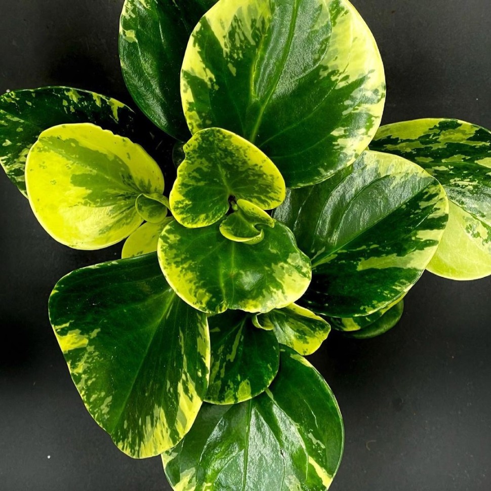 Peperomia Green gold