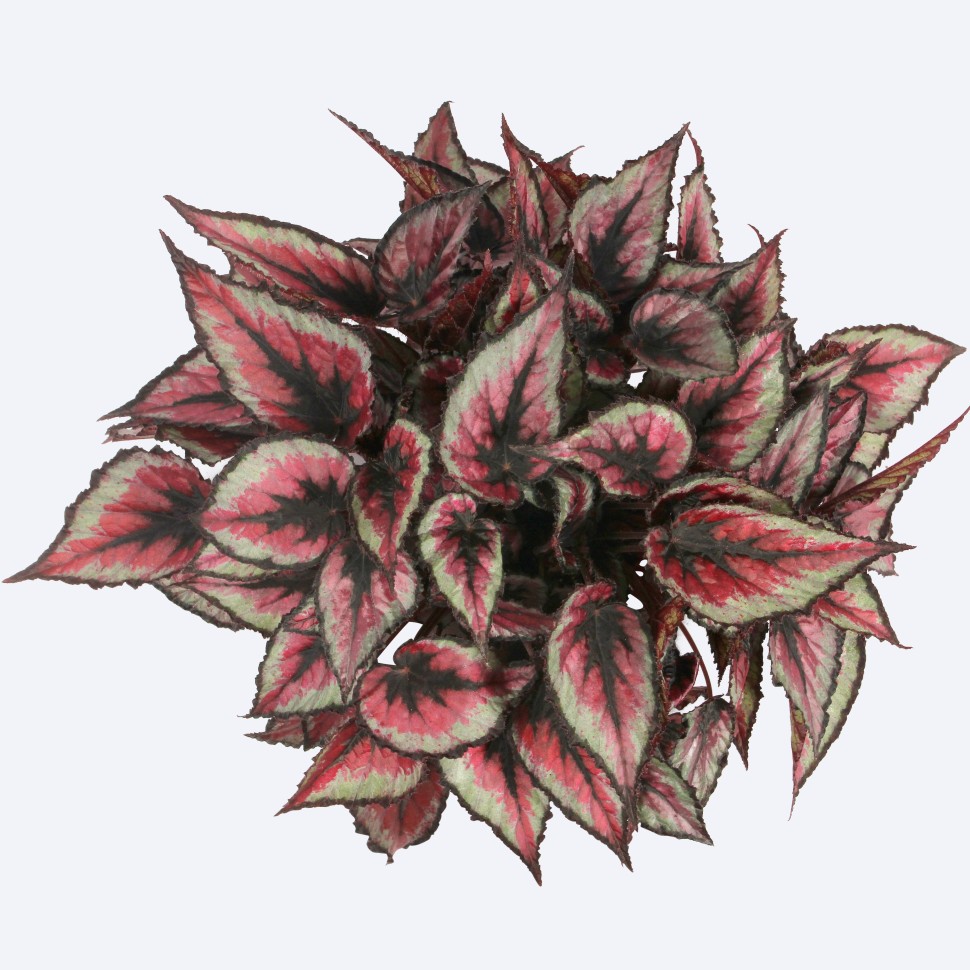 Begonia BD 'Magic Colours Red Tango'