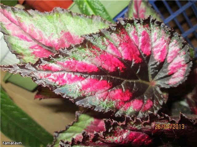 Begonia BD 'Magic Colours Red Tango'