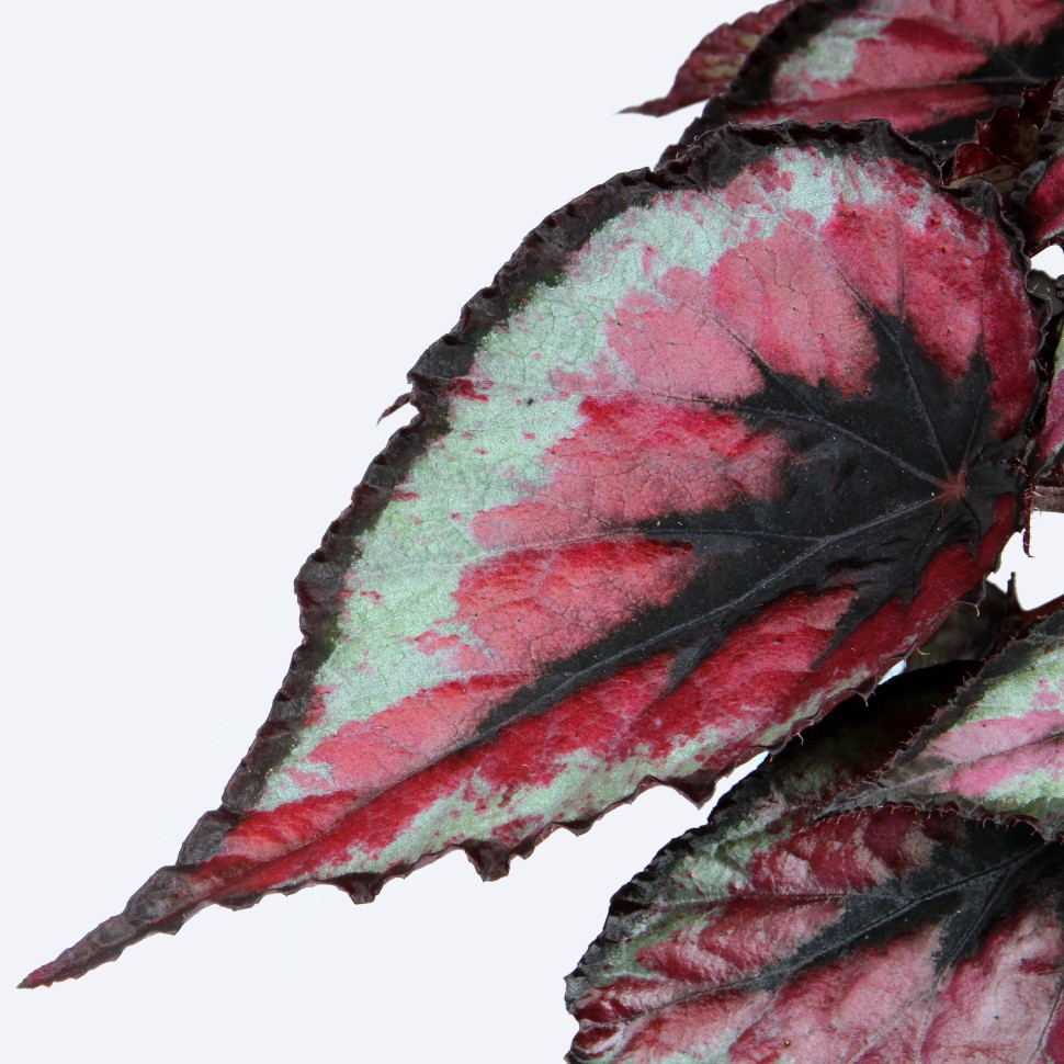 Begonia BD 'Magic Colours Red Tango'